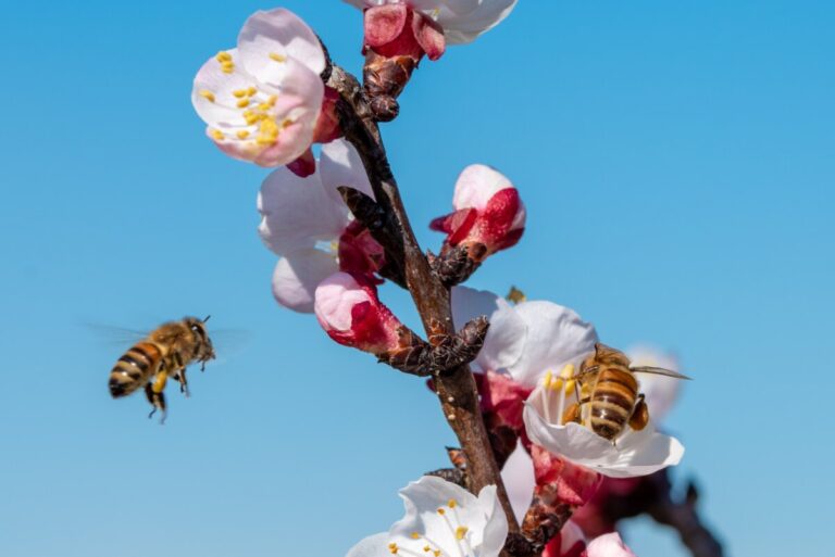 湖西市で育まれる蜂蜜の秘密⁈ | 編集部ピックアップ｜公式/浜松・浜名湖観光情報サイト～浜松・浜名湖だいすきネット～